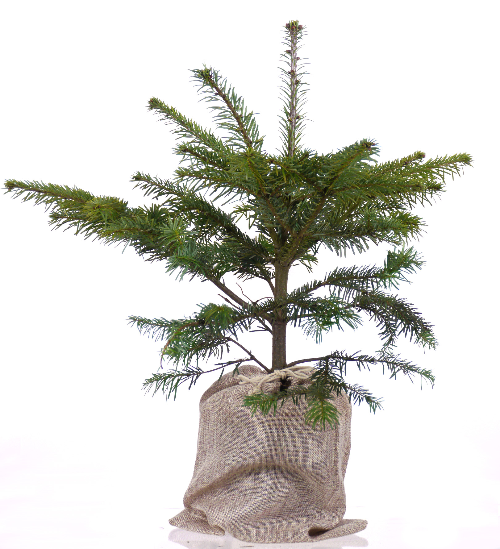 Bébé arbre pour une naissance ou un baptême - Vente en ligne au ...