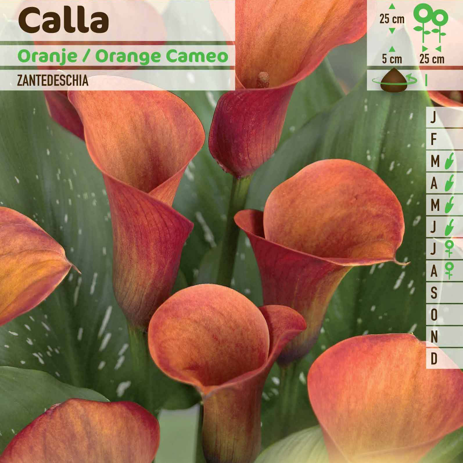 Calla (Arum) Orange 'Cameo' - Vente en ligne au meilleur prix