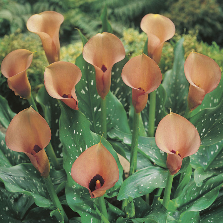 Calla (Arum) Orange 'Cameo' - Vente en ligne au meilleur prix