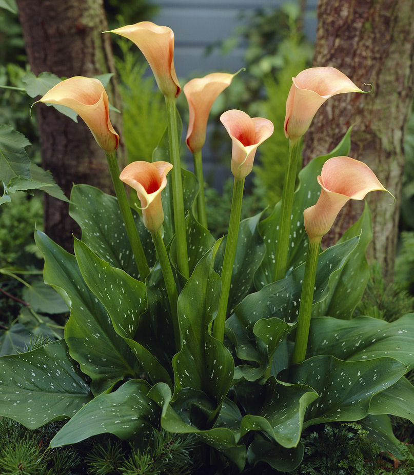 Calla (Arum) Orange 'Cameo' - Vente en ligne au meilleur prix