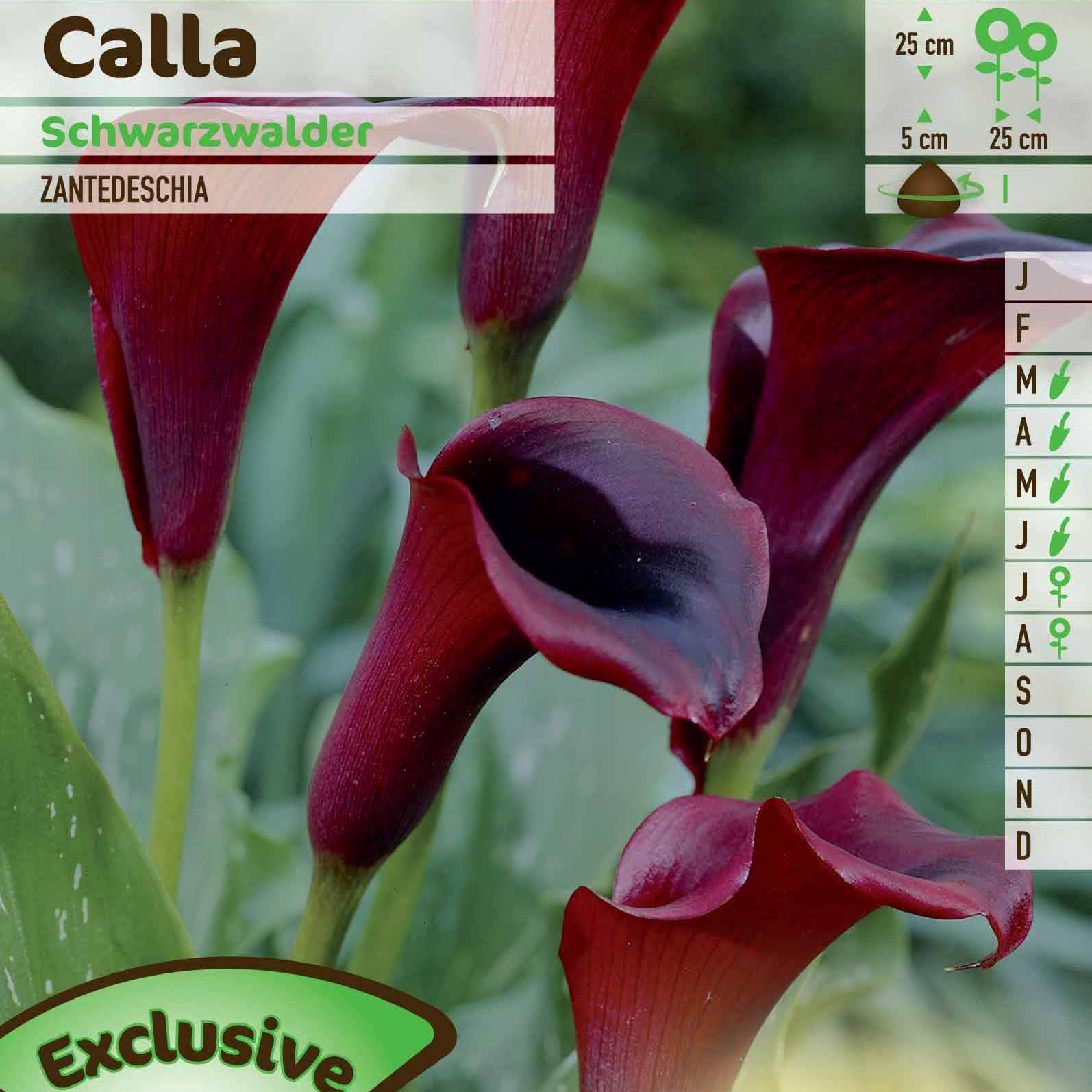 Calla (Arum) Noir - Vente en ligne au meilleur prix