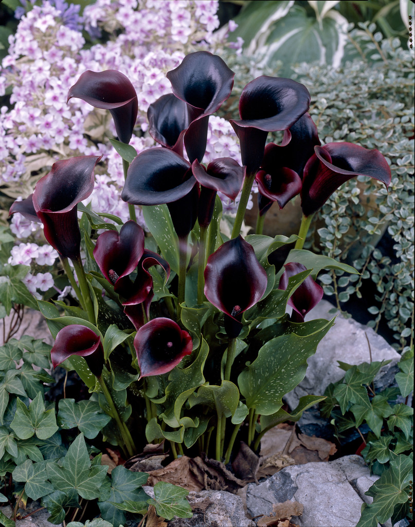 Calla (Arum) Noir - Vente en ligne au meilleur prix