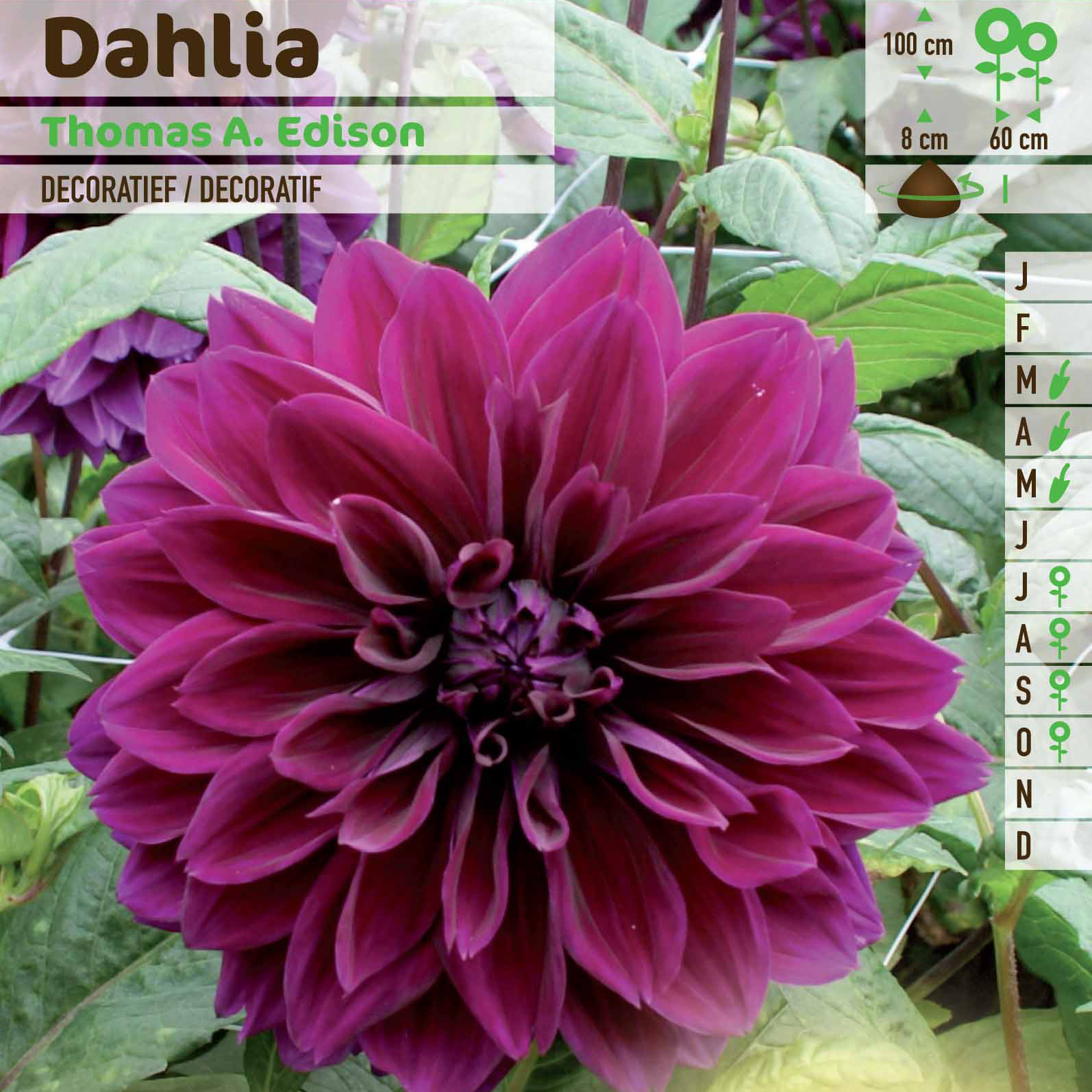 Dahlia Grandes Fleurs Décoratif 'Thomas Edison' - Vente en ligne au ...