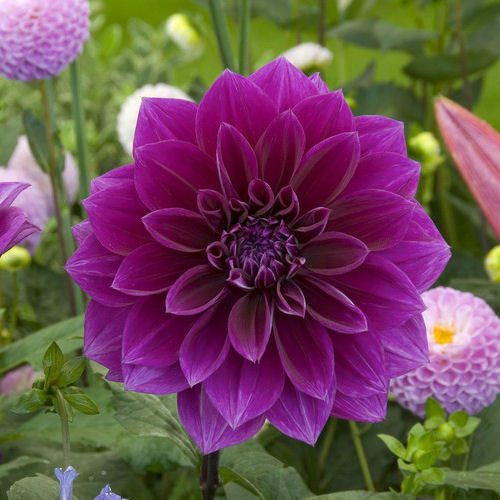 Dahlia Grandes Fleurs Décoratif 'Thomas Edison' - Vente en ligne au ...