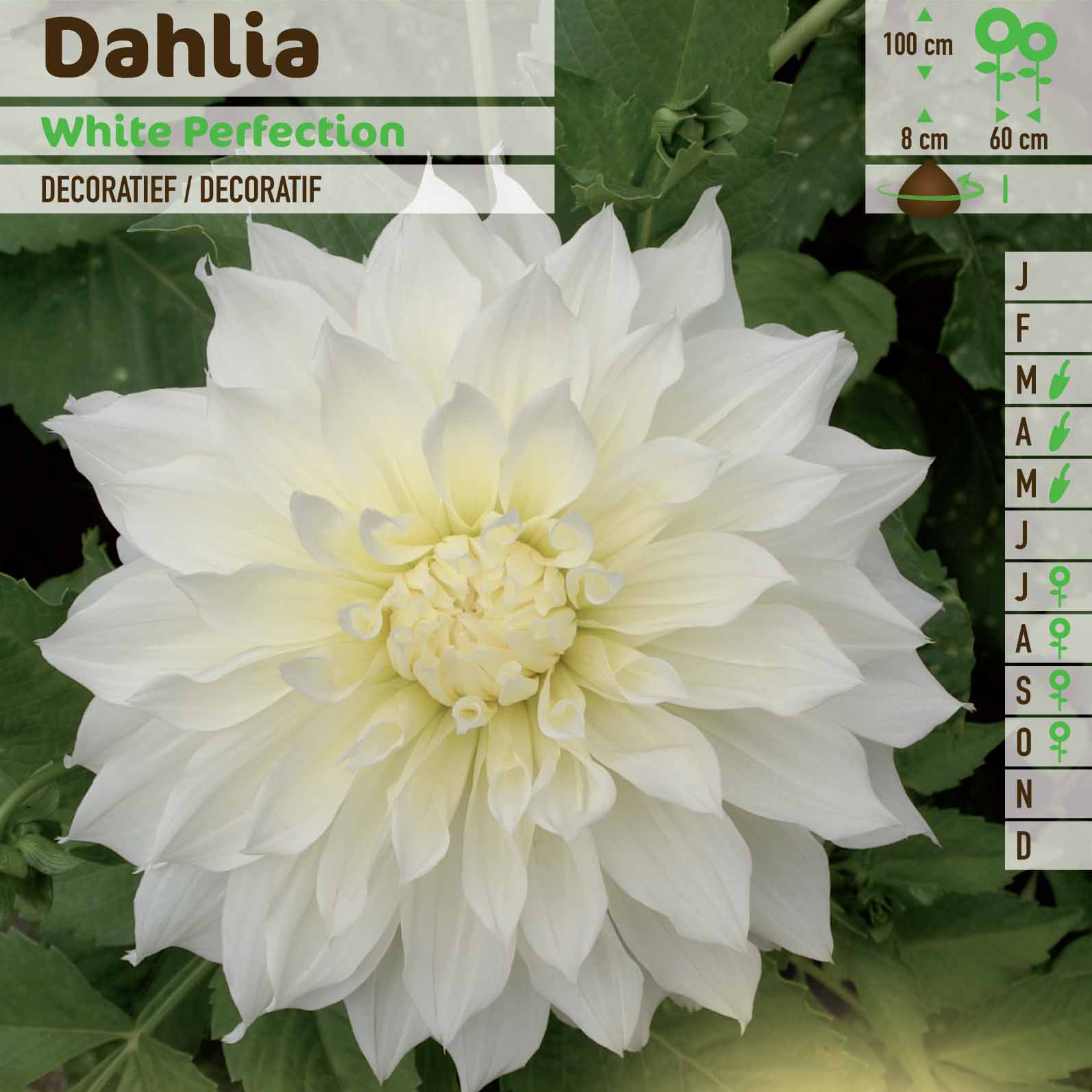 Dahlia Décoratif 'White Perfection' - Vente en ligne au meilleur prix