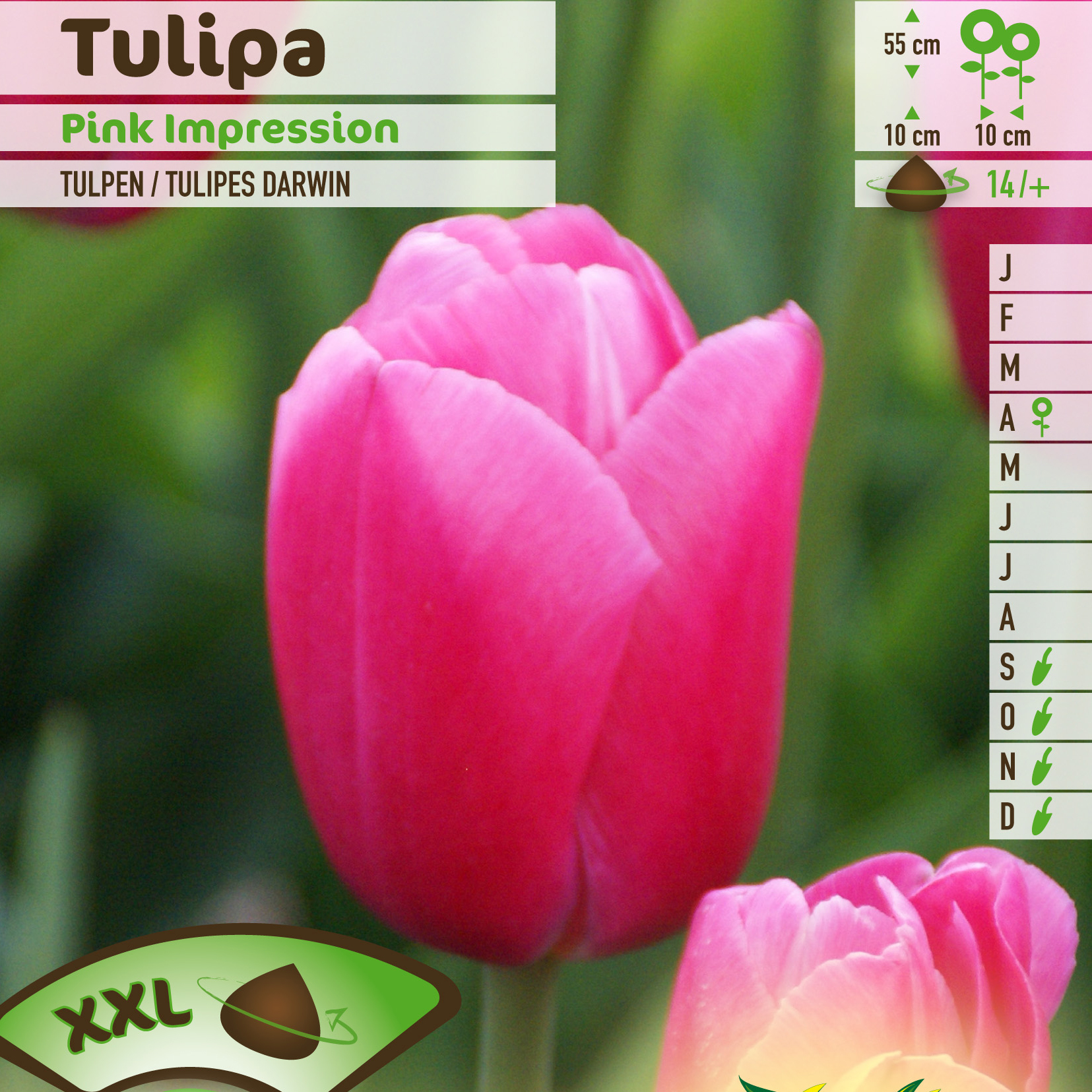Tulipe Darwin 'Pink Impression' - Vente en ligne au meilleur prix