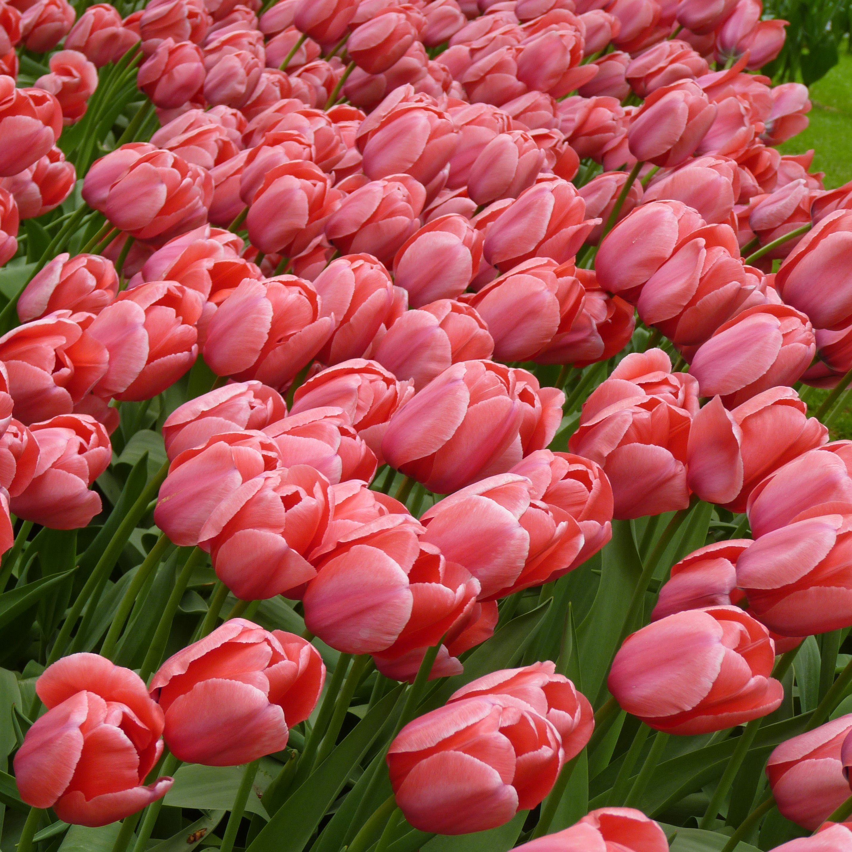 Tulipe Darwin 'Pink Impression' - Vente en ligne au meilleur prix