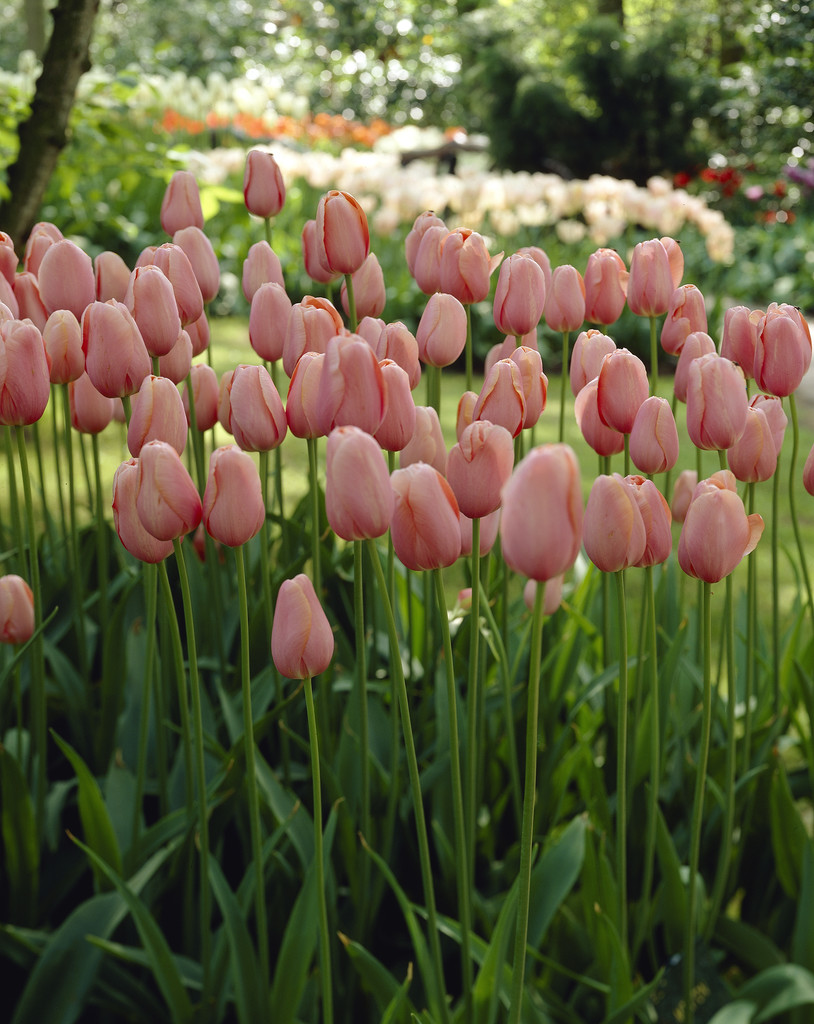 Tulipe tardive 'Menton' - Vente en ligne au meilleur prix