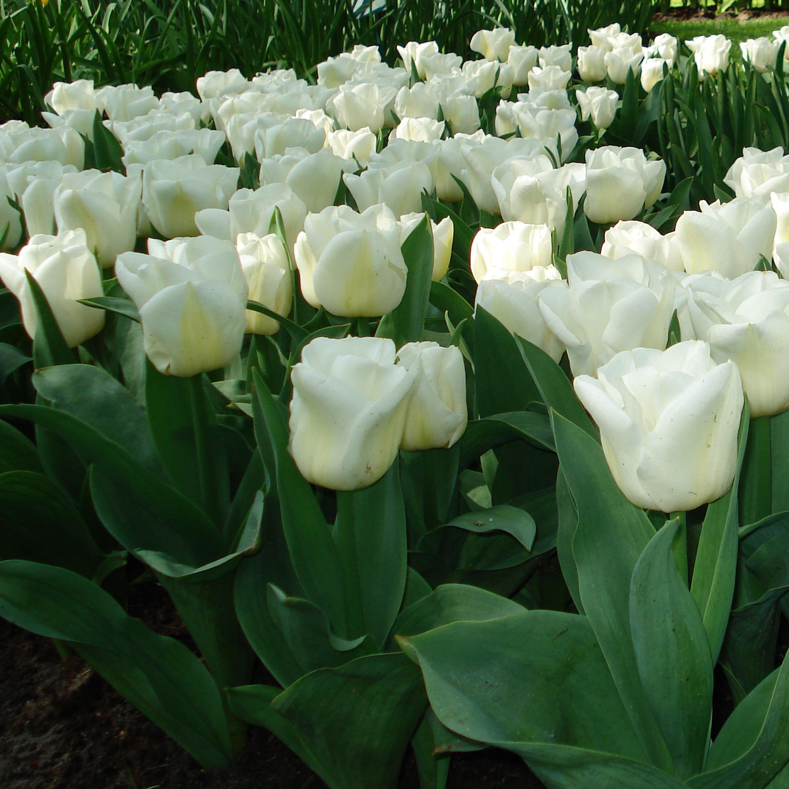 Tulipe triomphe 'Calgary' - Vente en ligne au meilleur prix