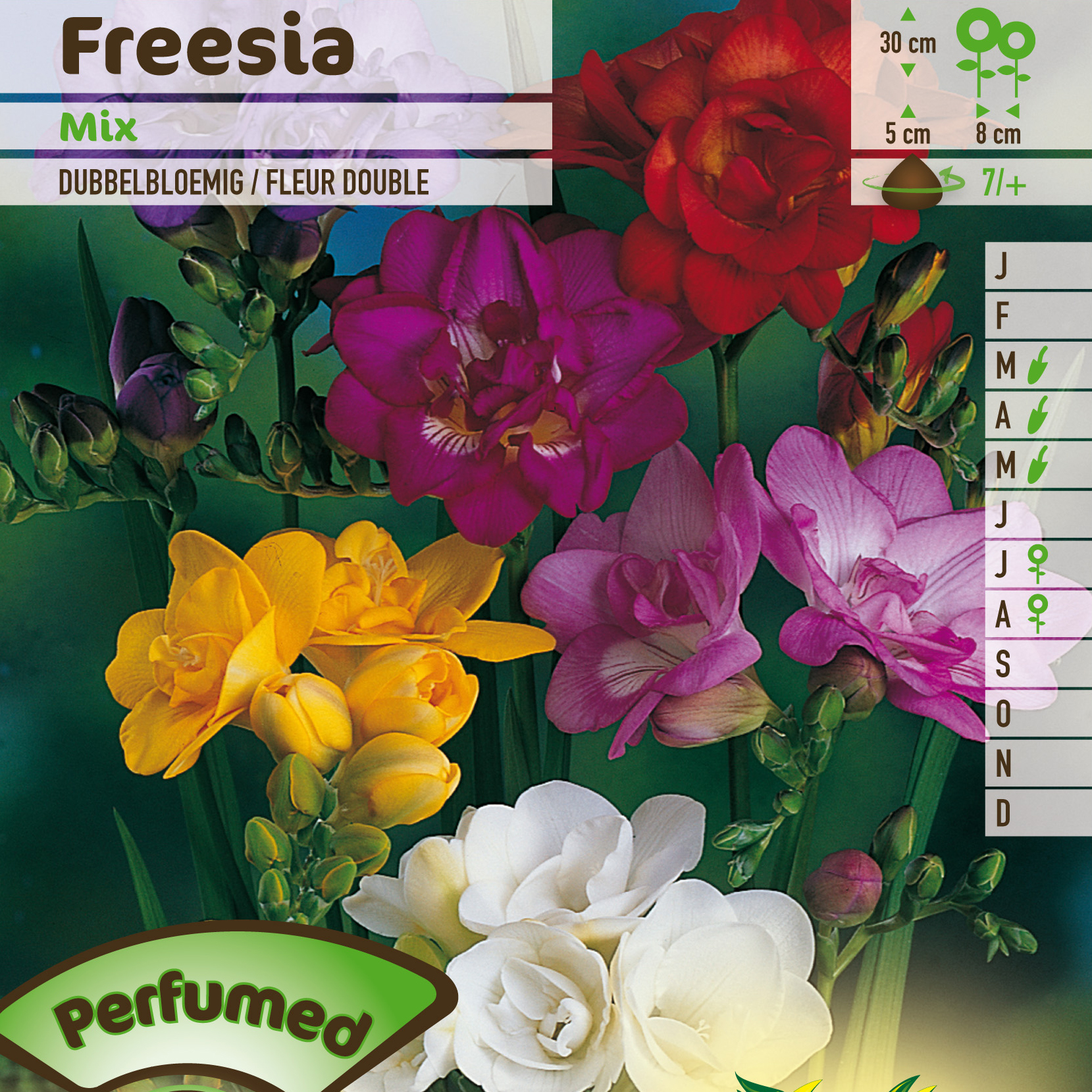 Freesia double en mélange - Vente en ligne au meilleur prix