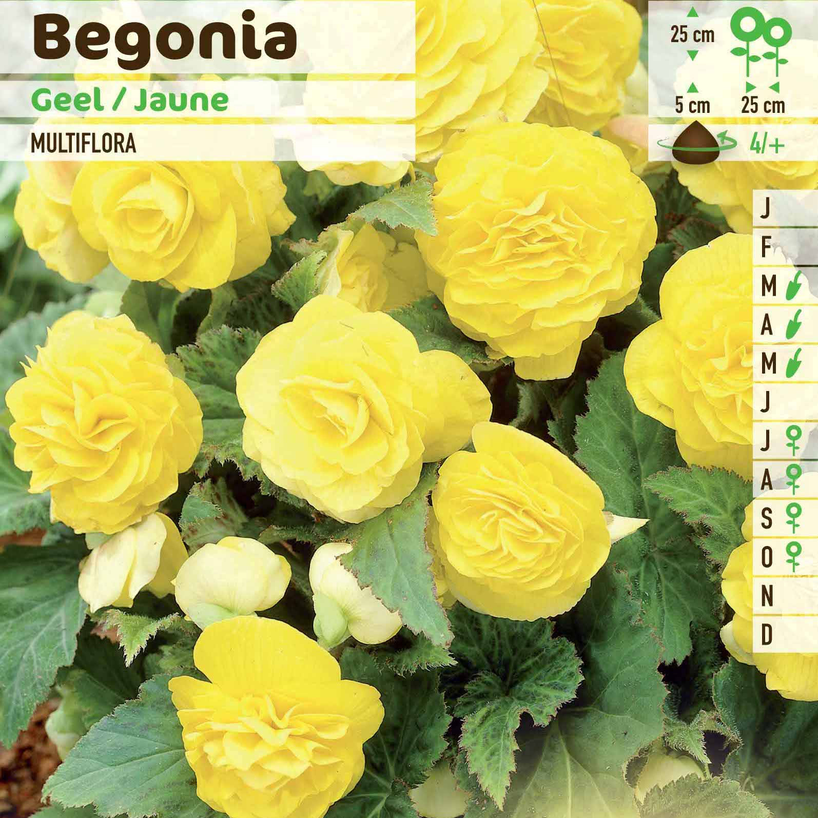 Bégonia Multiflora Jaune - Vente en ligne au meilleur prix