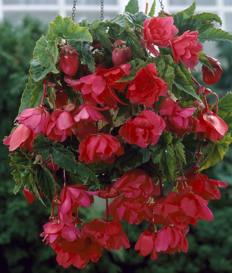 Bégonia Retombant Rose - Vente en ligne au meilleur prix