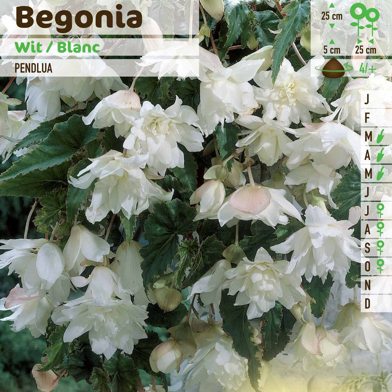 Bégonia Retombant Blanc - Vente en ligne au meilleur prix