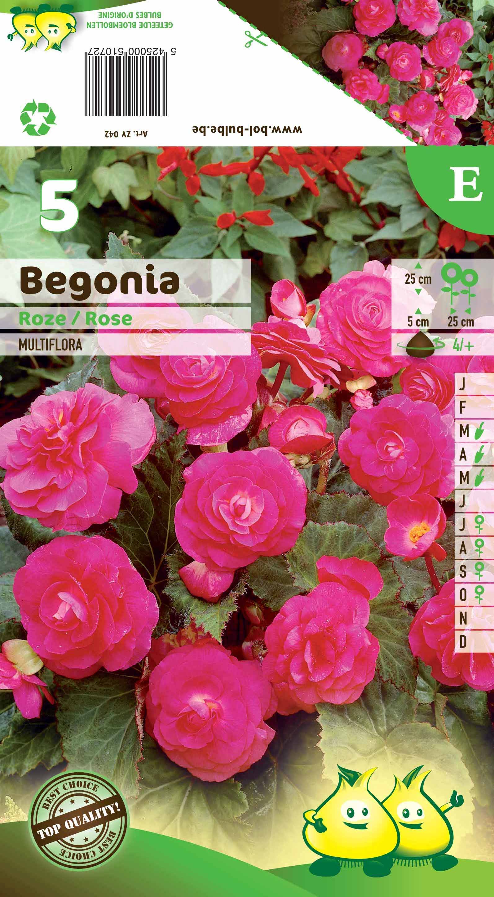 Bégonia Multiflora Rose - Vente en ligne au meilleur prix