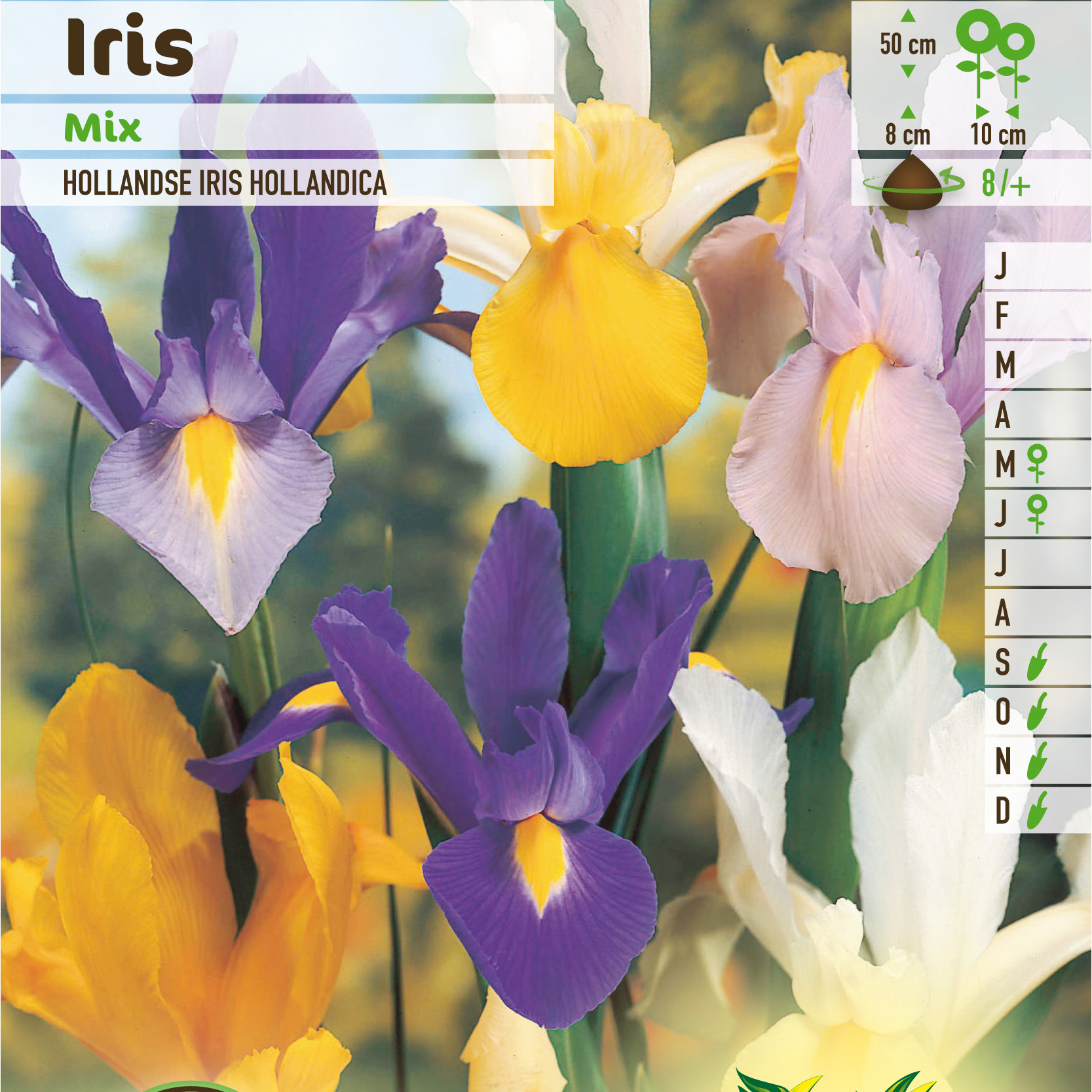 Iris de Hollande en mélange - Vente en ligne au meilleur prix