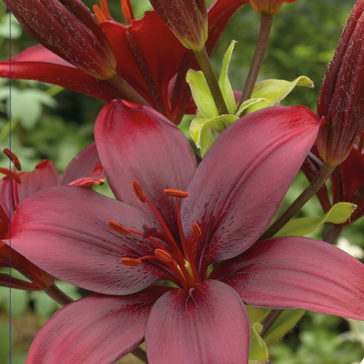 Lis L.A. Hybrid 'Noir' - Vente en ligne au meilleur prix