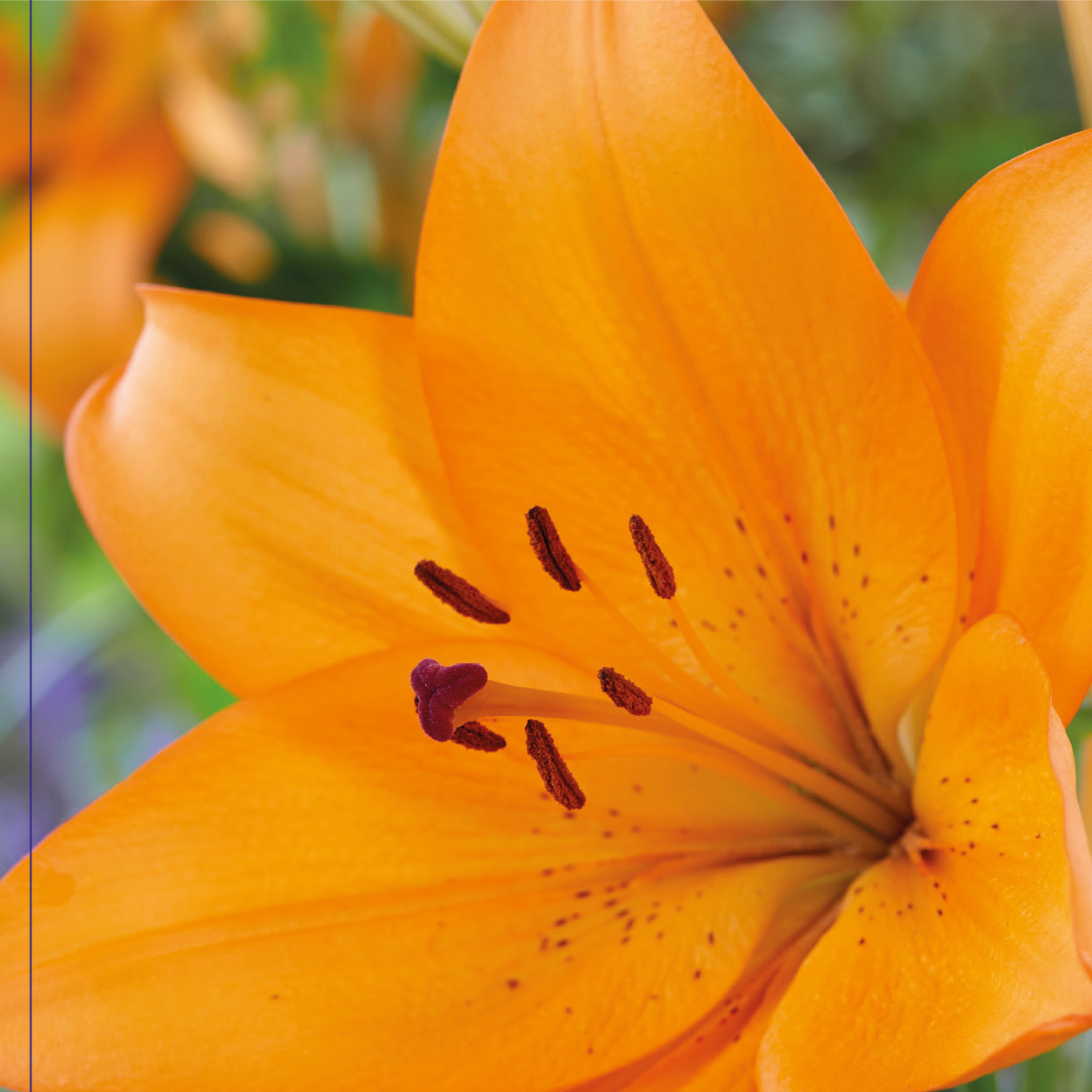 Lis L.A. Hybrid 'Orange' - Vente en ligne au meilleur prix