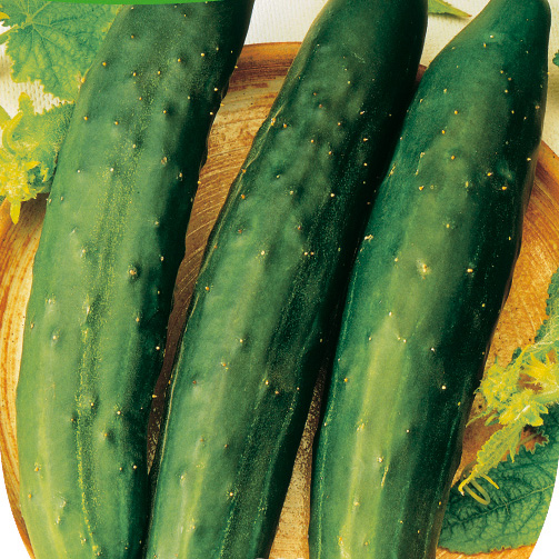 Concombre vert Long Maraîcher - Vente en ligne au meilleur prix