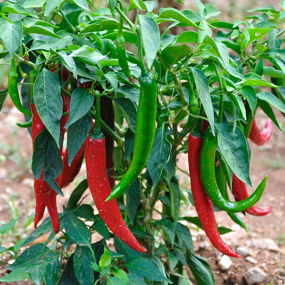 Piment de Cayenne - Vente en ligne au meilleur prix