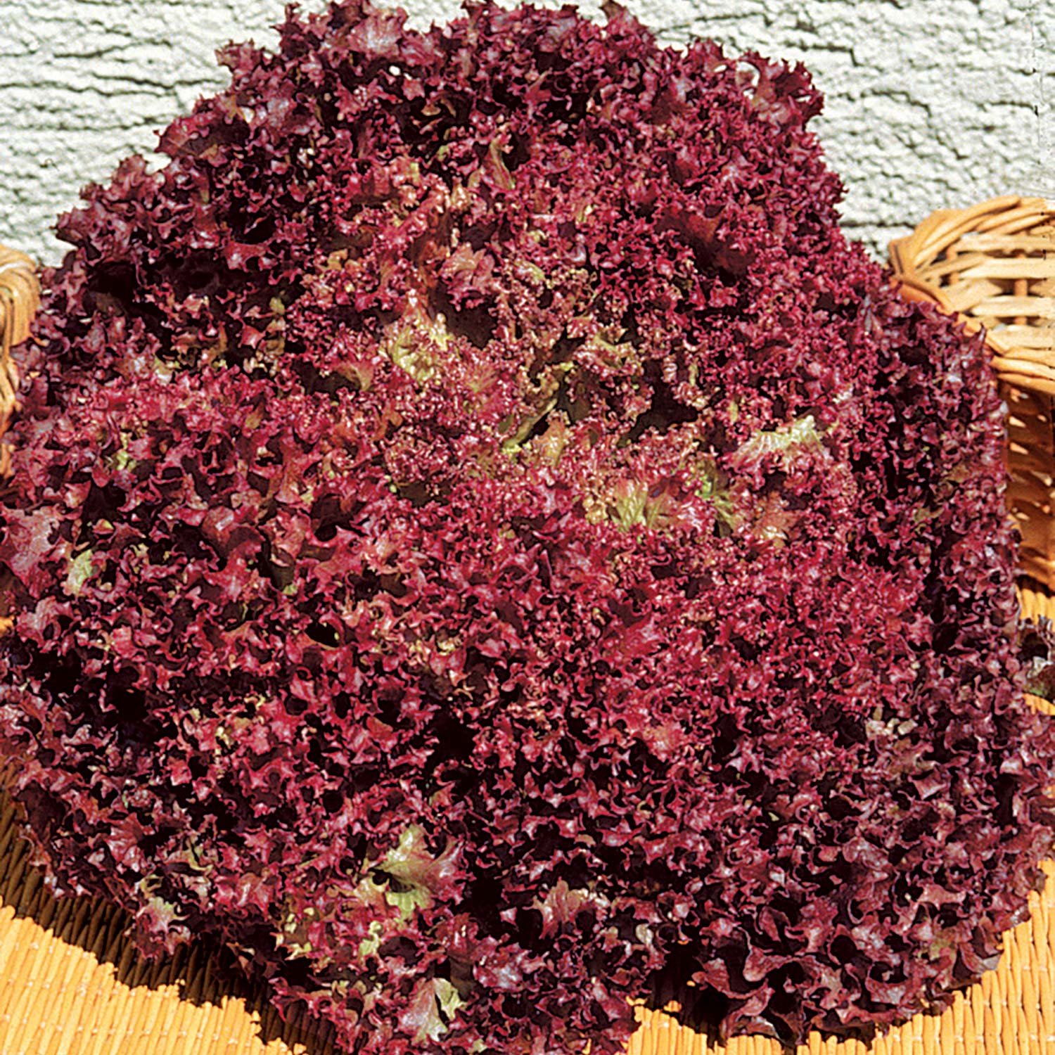 Laitue Lollo Rossa - Vente en ligne au meilleur prix