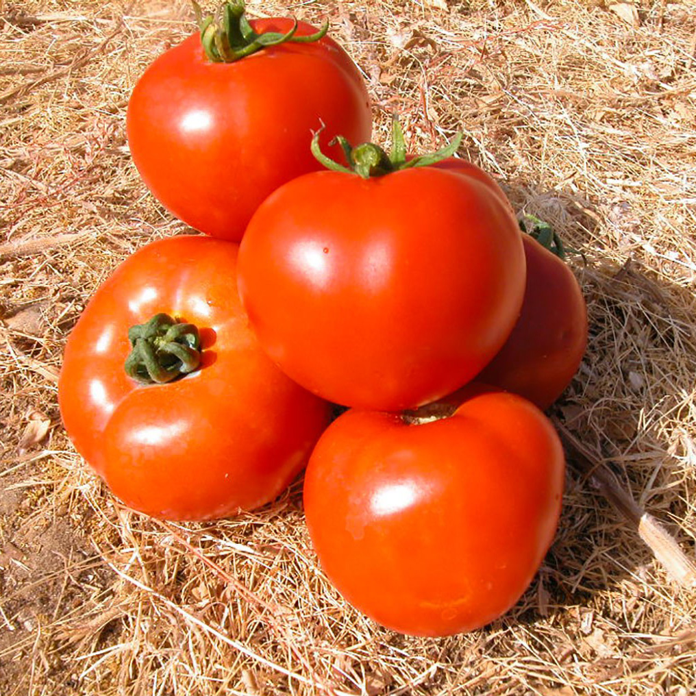 Tomate Fandango hybride F1 - Vente en ligne au meilleur prix