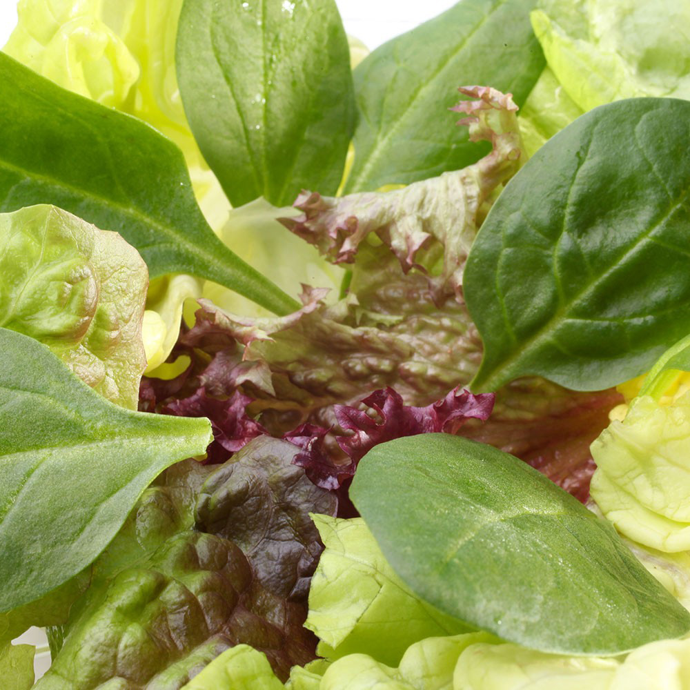 Mesclun - Vente en ligne au meilleur prix