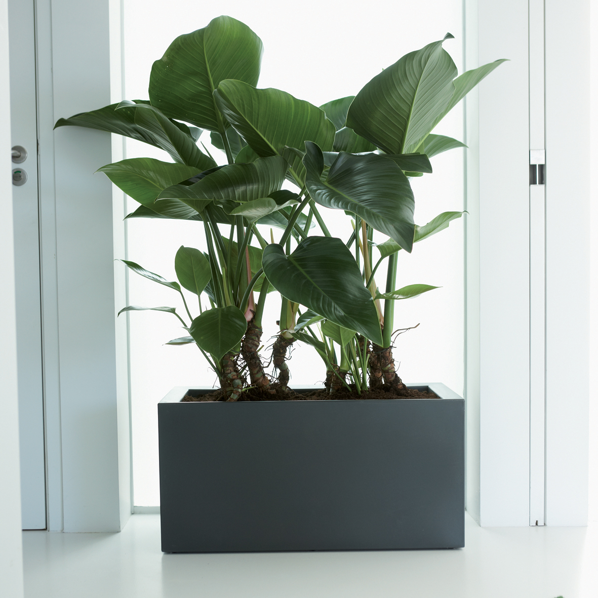 Pure Square Long – 39x79 H40 – Blanc – Elho - Vente en ligne au ...