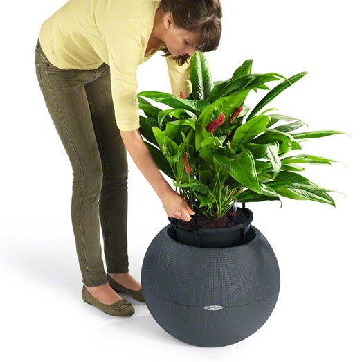 Puro Color 50 - Anthracite - LECHUZA - Vente en ligne au meilleur prix