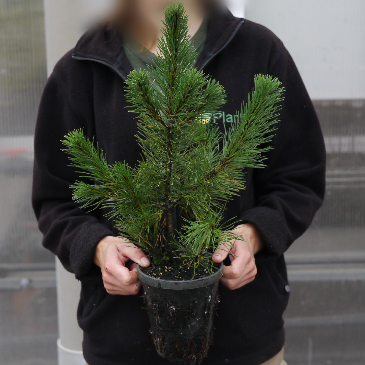 Arbre de Noël - Pin nain mughus Pot 1 Litre - Vente en ligne au ...