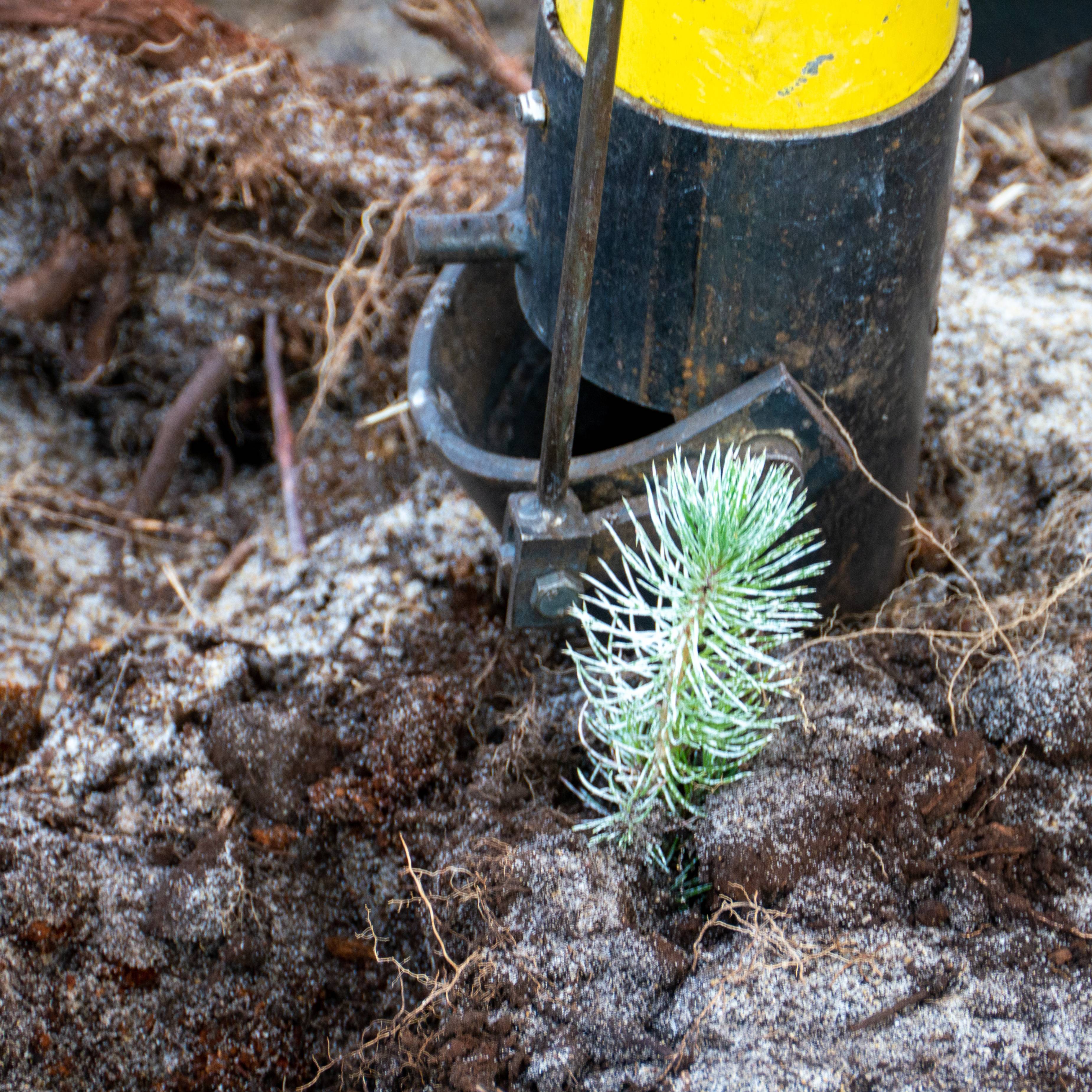 Plantation forestière: Besoin d'une entreprise?