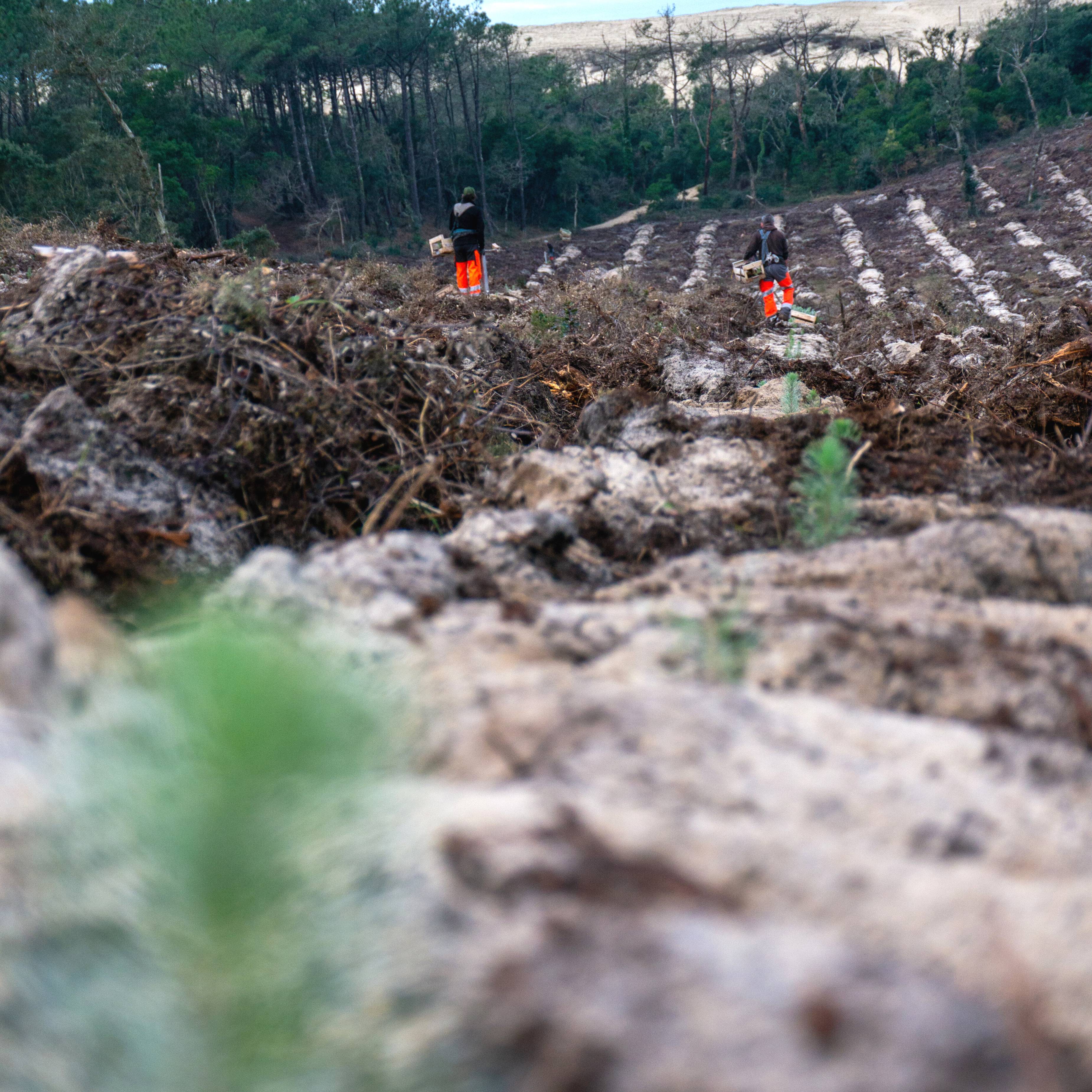 Plantation forestière: Besoin d'une entreprise?