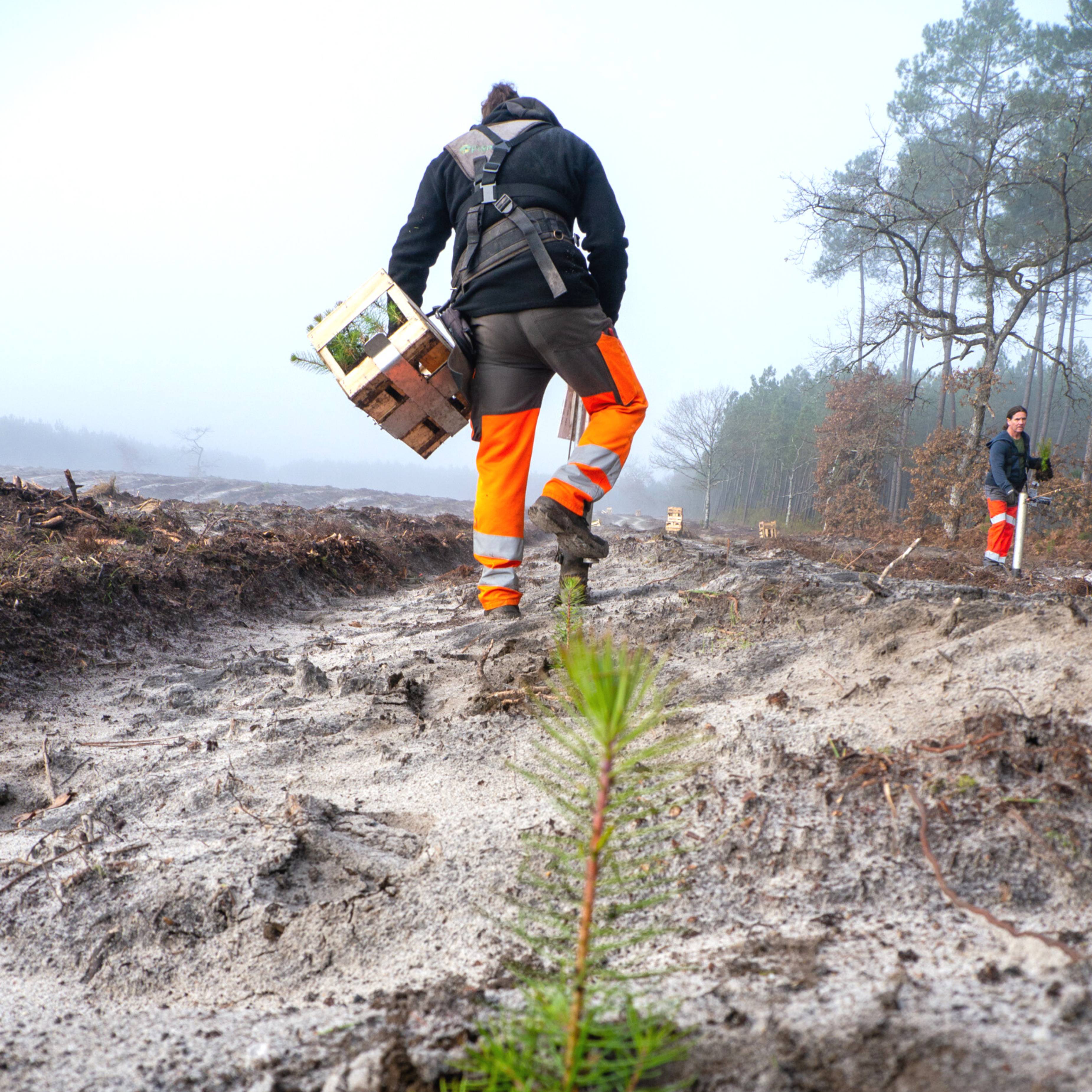 Plantation forestière: Besoin d'une entreprise?