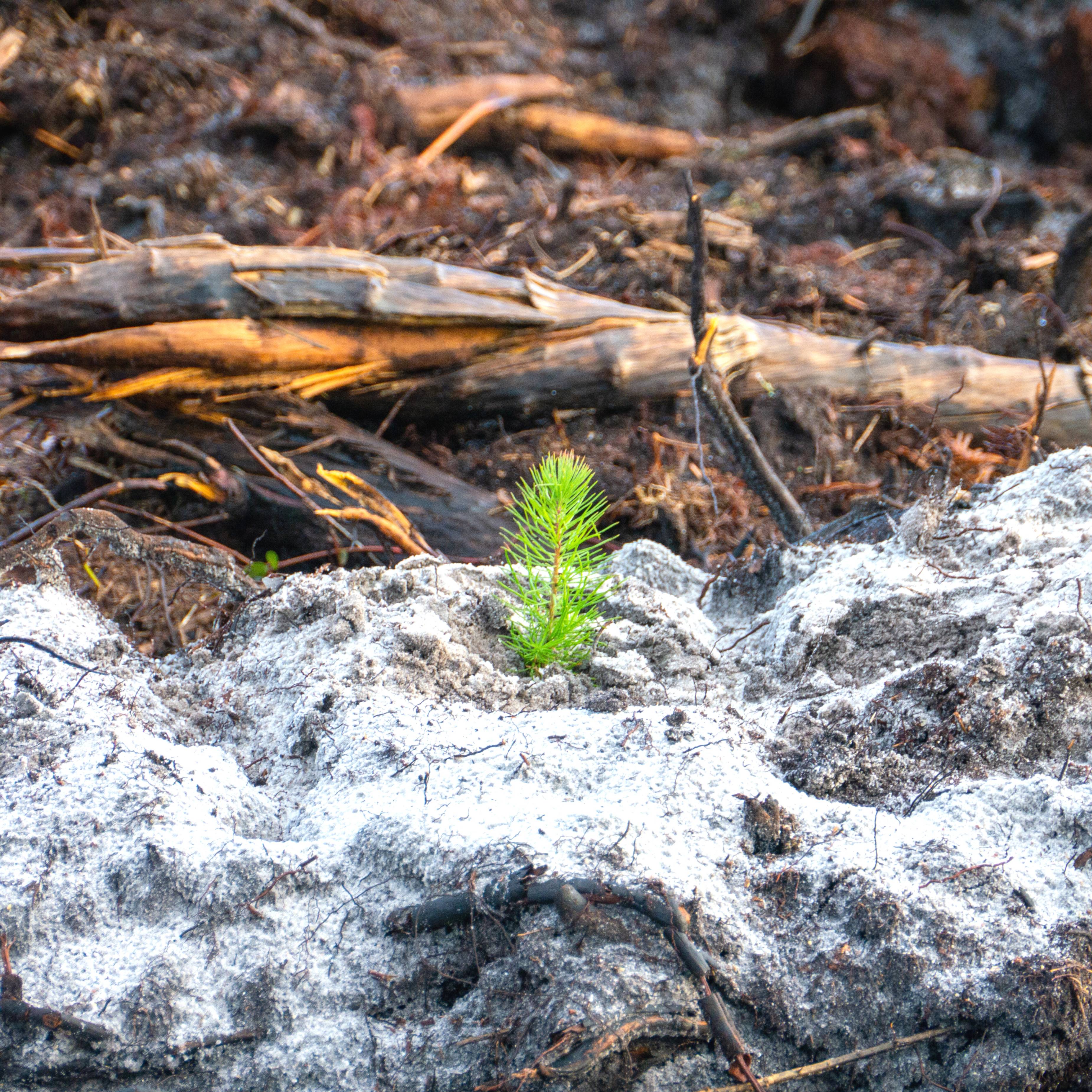 Plantation forestière: Besoin d'une entreprise?