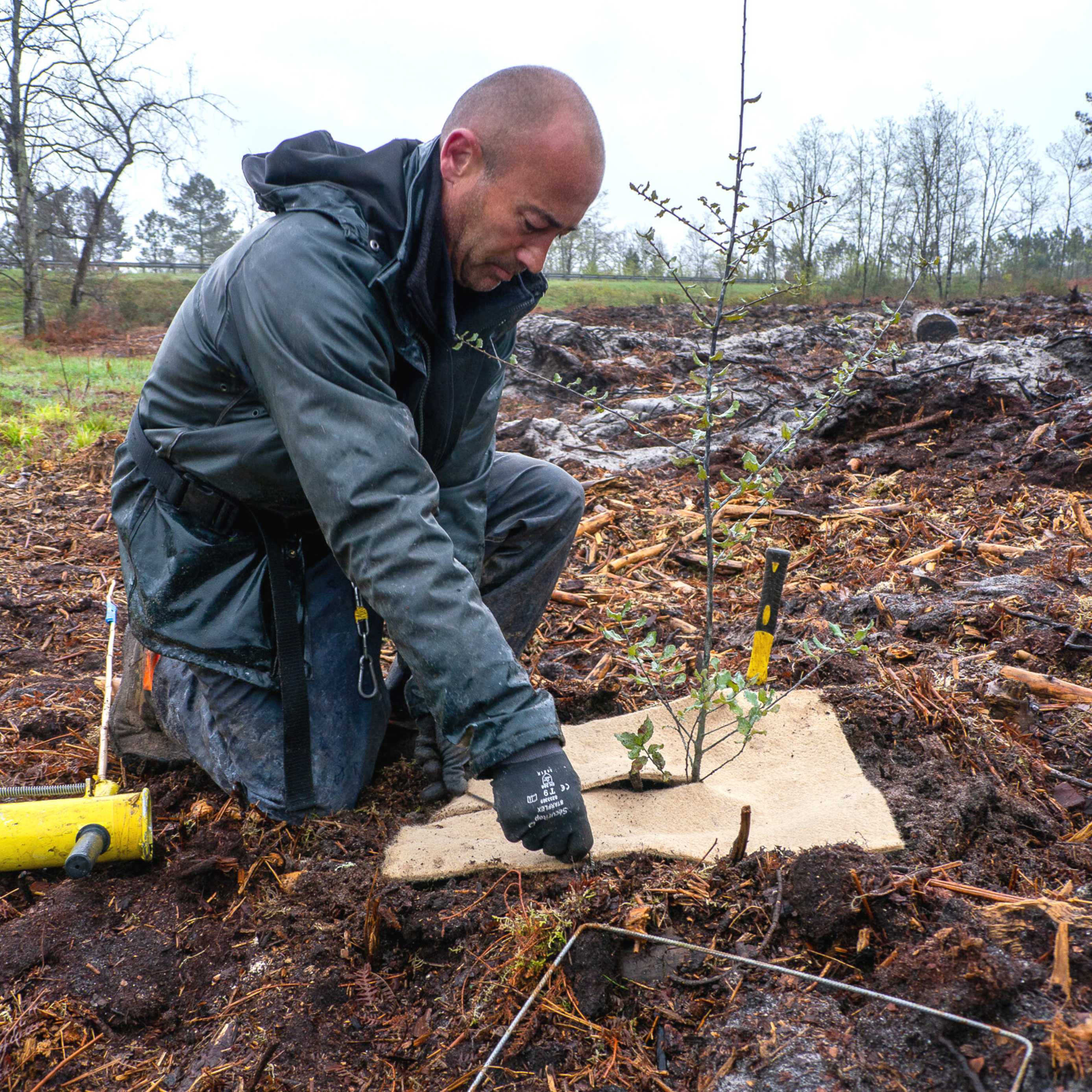Plantation forestière: Besoin d'une entreprise?