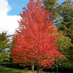 Erable rouge - Vente en ligne au meilleur prix