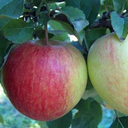 PLANFOR : pepiniere jardinerie, tout pour le jardin : arbre, arbuste ...