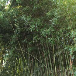 Bambou Phyllostachys humilis - Vente en ligne au meilleur prix