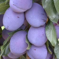 Quetsche d'Alsace - Wikipedia, la enciclopedia libre