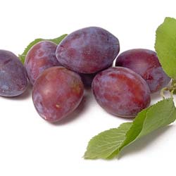 Plum trees Varieties - Buy online at the best price