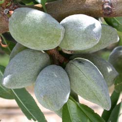 Almond trees Varieties - Buy online at the best price