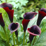 Calla (Arum) Noir - Vente en ligne au meilleur prix