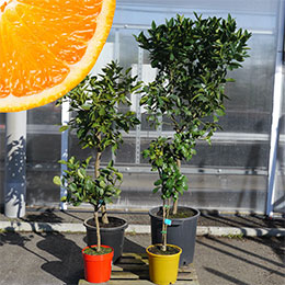 Citrus trees in pots
