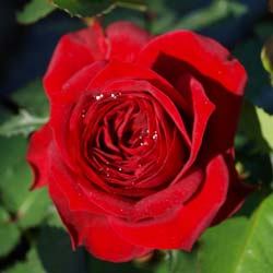 Les rosiers du moment - Vente en ligne de plants de rosiers